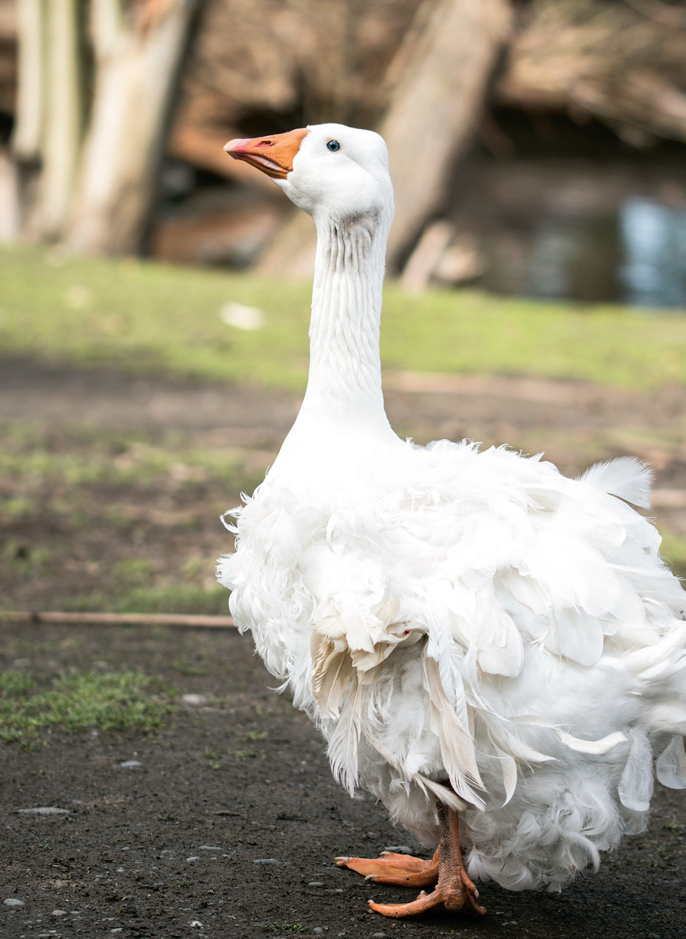 Get to Know Domestic Geese - Backyard Poultry